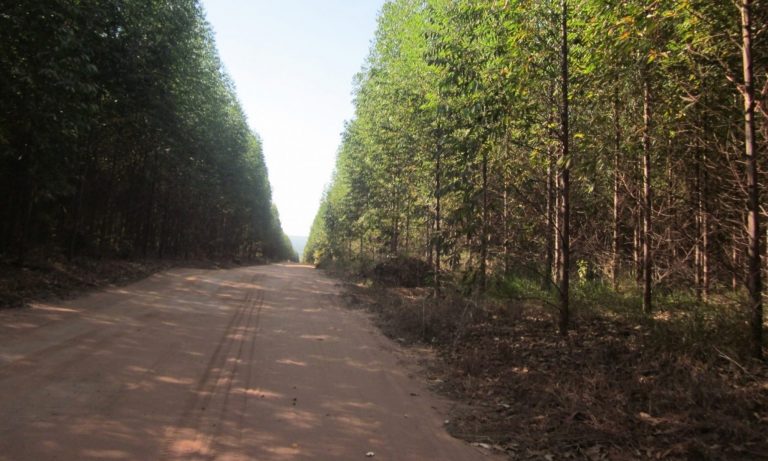 Academic skills in Forest Sciences - Biomass Production