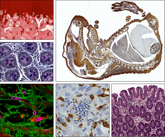 Histology laboratory - Cell and Tissue Imaging Unit