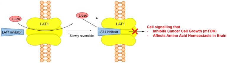 Cancer Cell Targeting – Drug Targeting