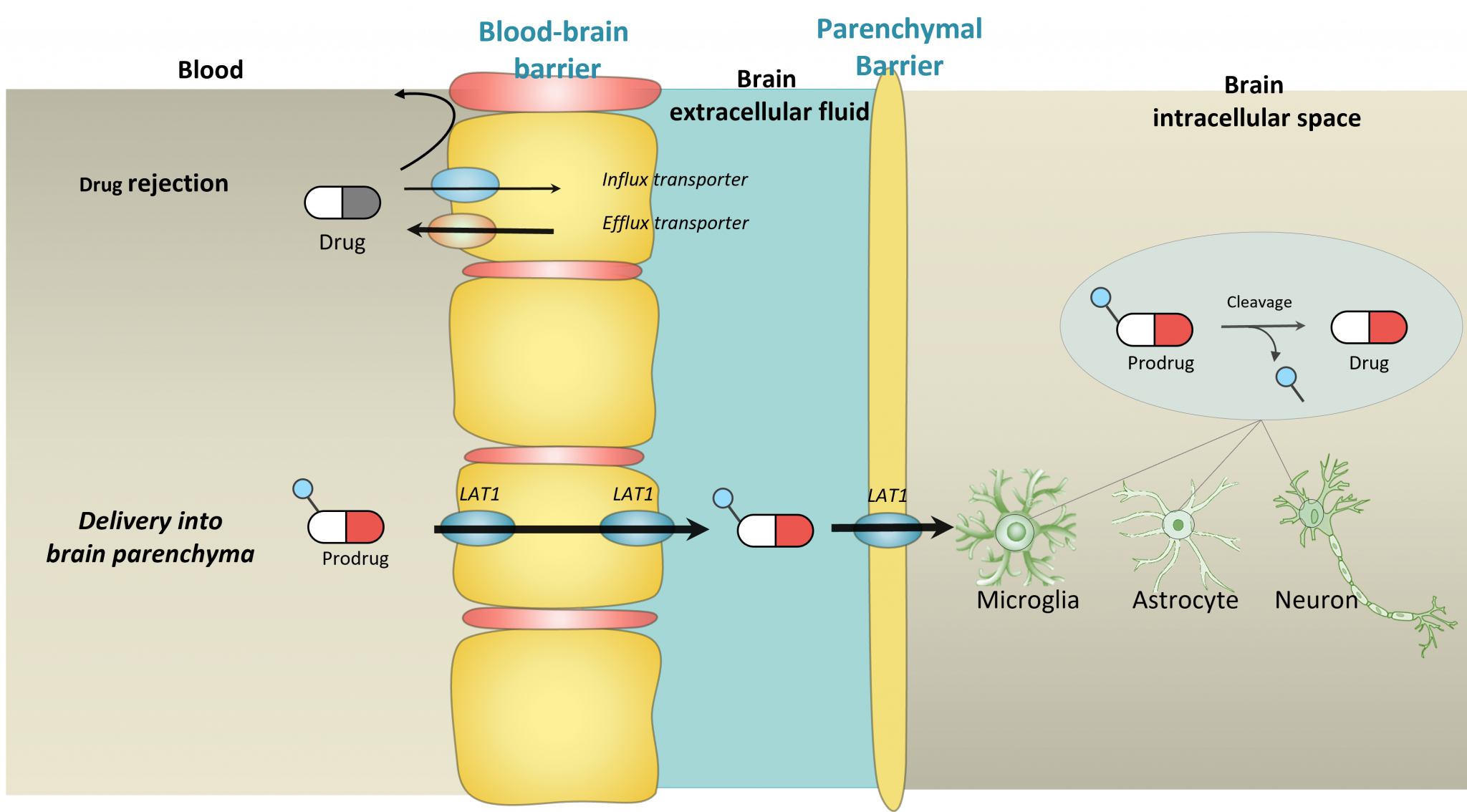 Intra-Brain Targeting - Drug Targeting
