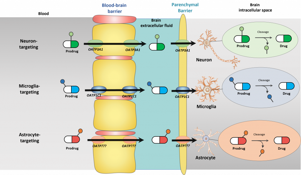 OATPs - Drug Targeting