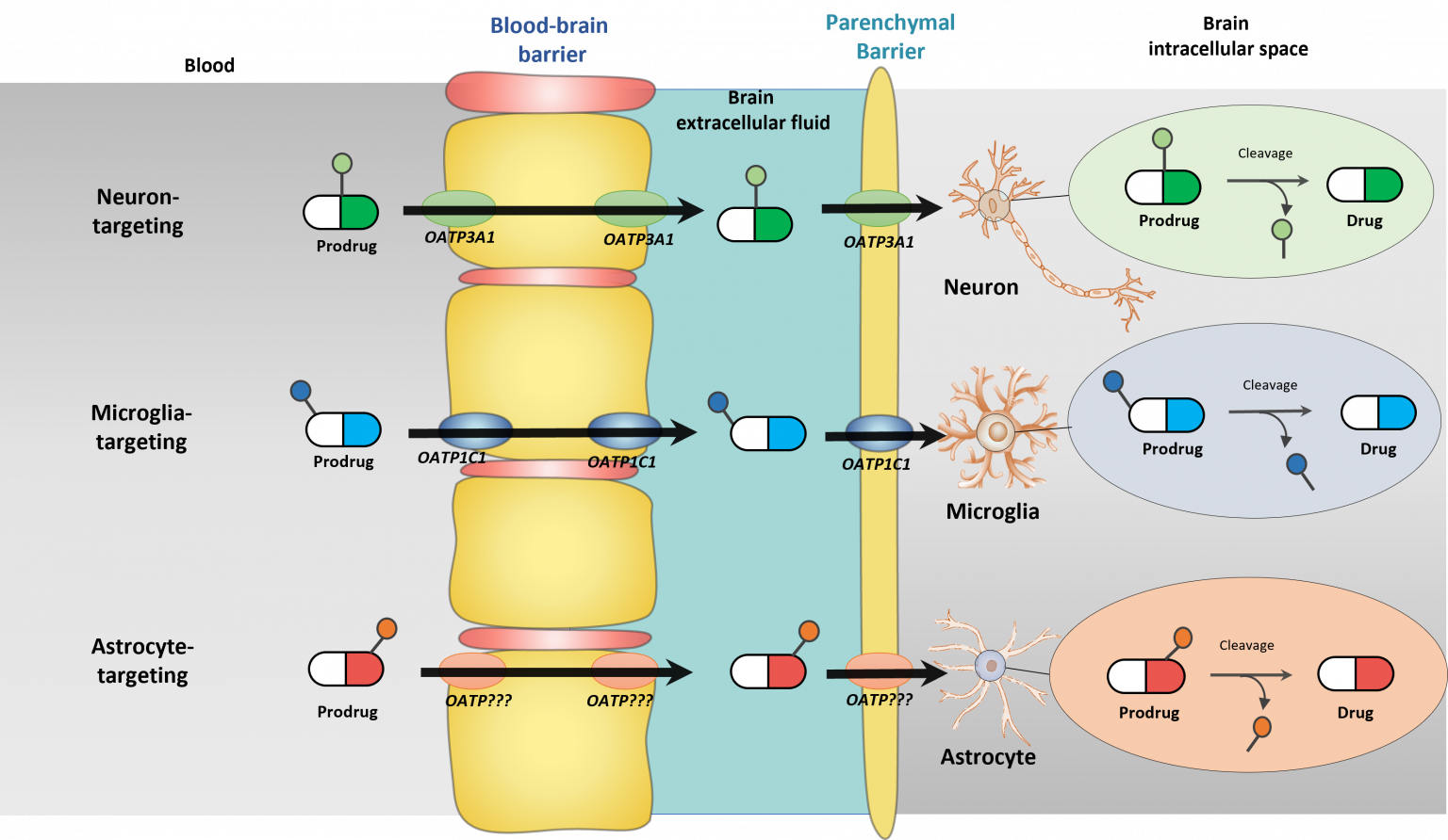 OATPs – Drug Targeting