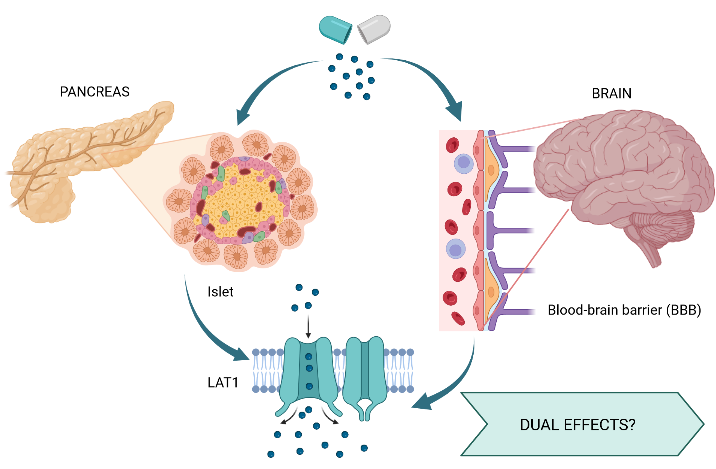 Pancreatic Targeting - Drug targeting