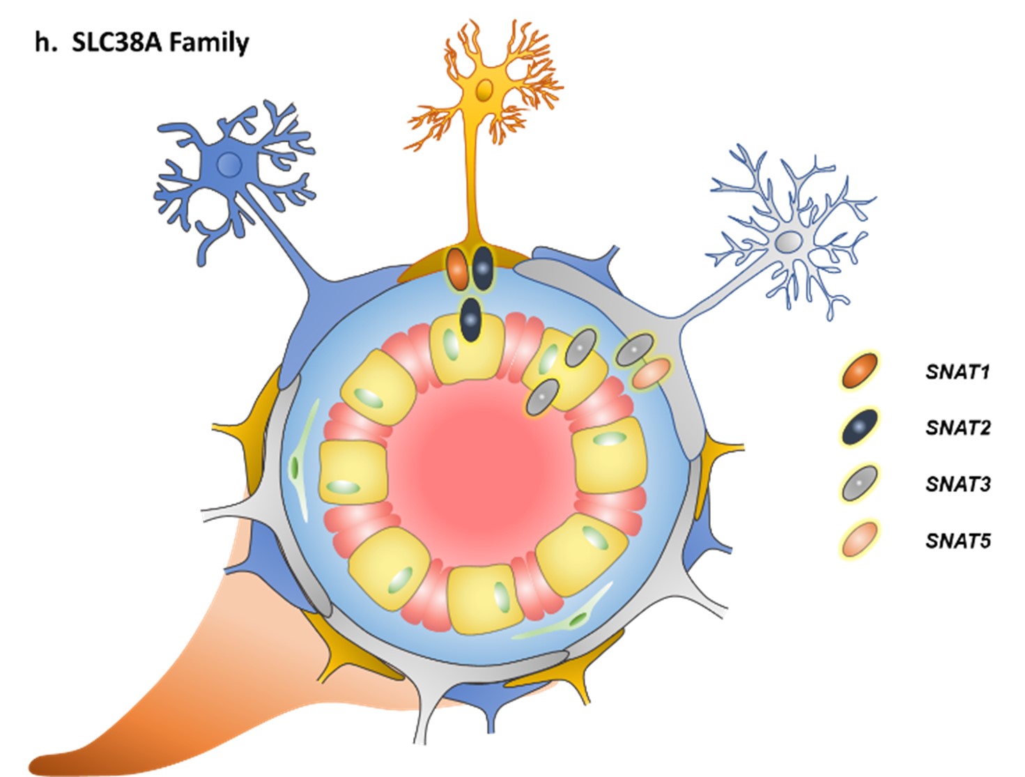 SNATs - Drug targeting