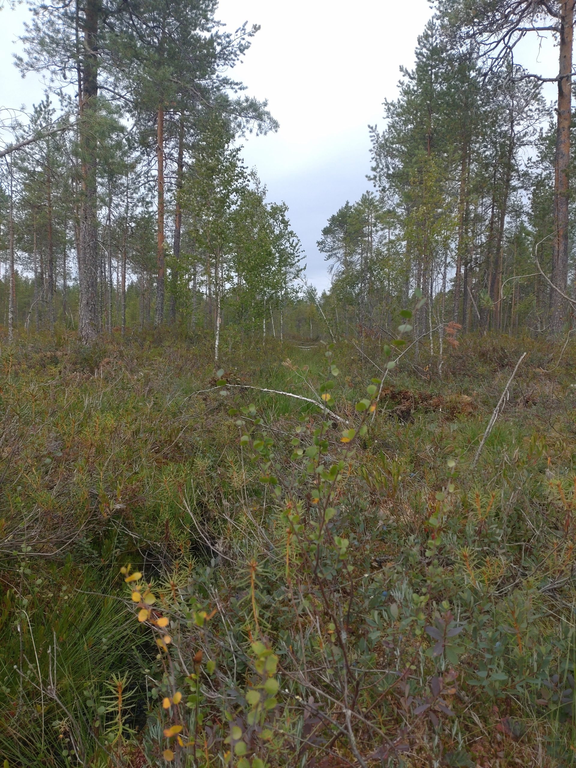 Metsäojitettujen soiden ennallistaminen - TurvaHiili